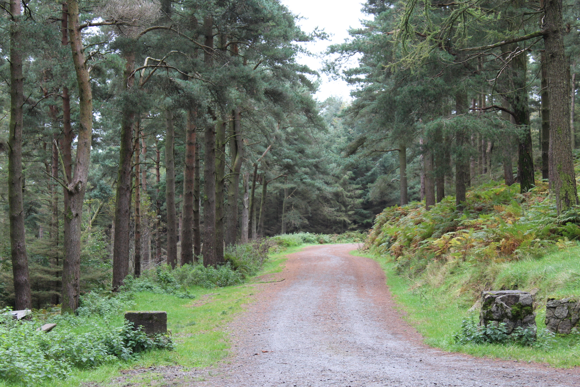 Tibradden Wood | Dún Laoghaire-Rathdown County Council